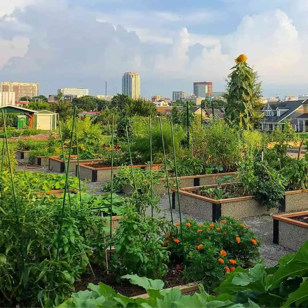 How Build Urban Garden NYC Urban Agriculture