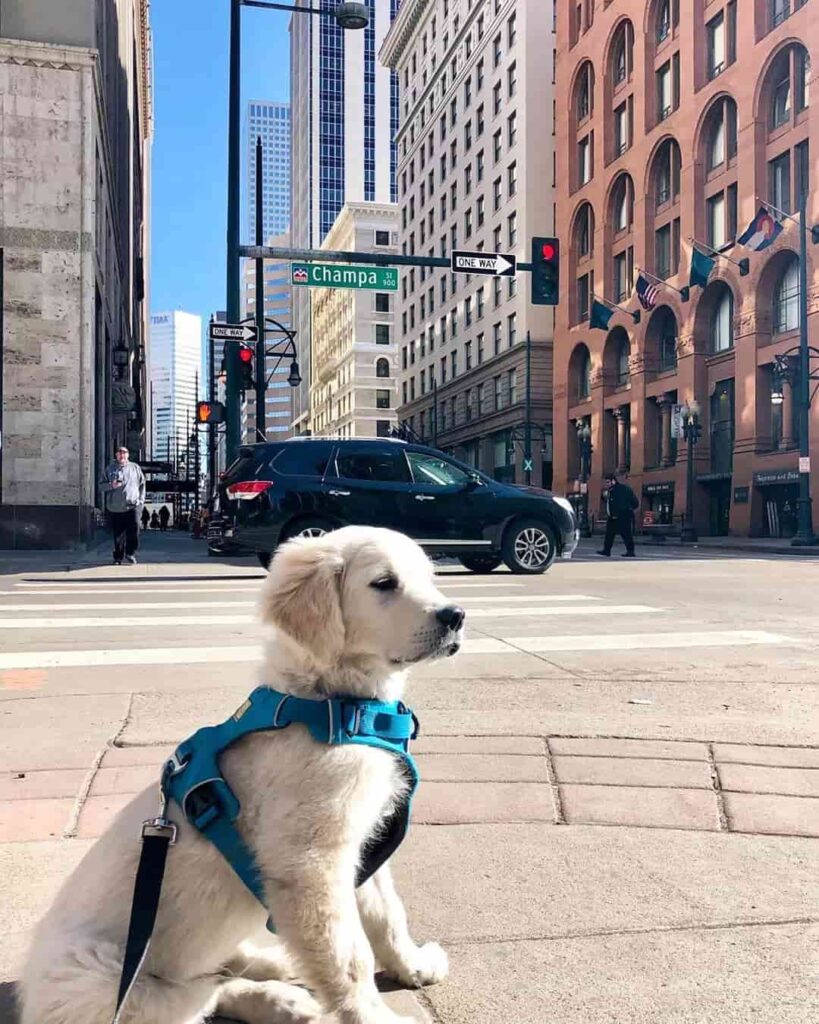 13 Most Dog-Friendly Cities in the U.S.