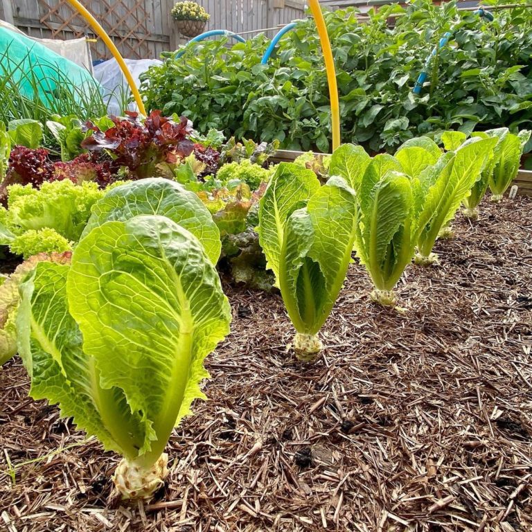 21 Easy Gardening Ideas | Extra Space Storage