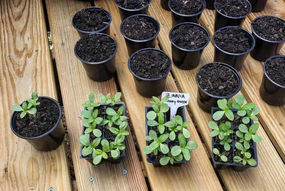 21 Easy Gardening Ideas | Extra Space Storage