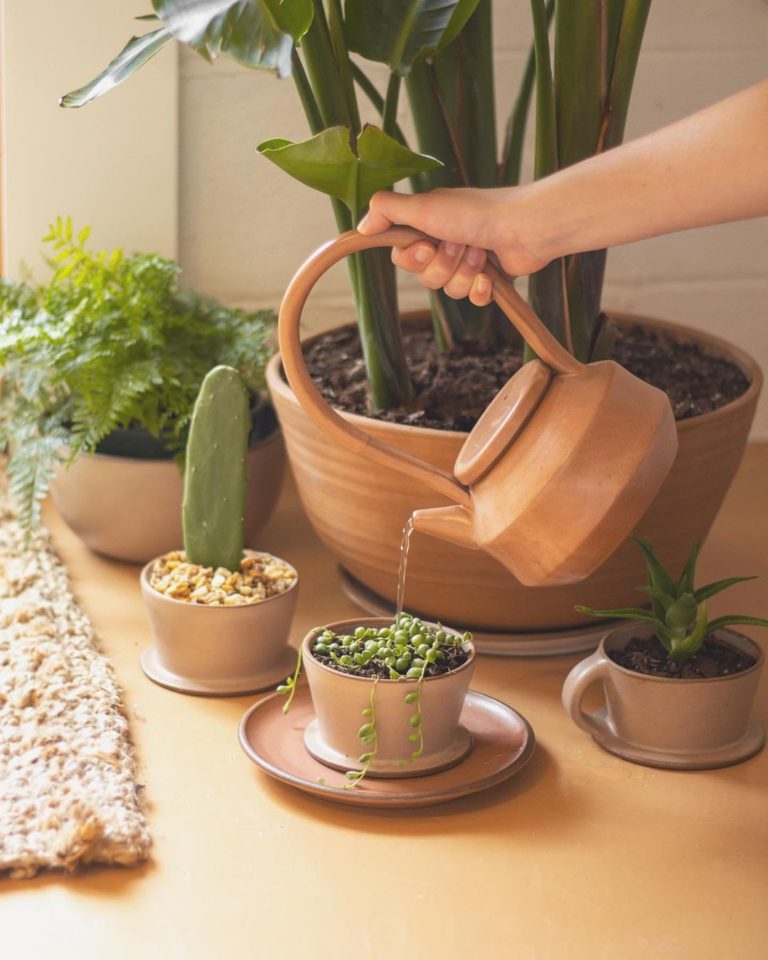 Your Ultimate Guide to Houseplants | Extra Space Storage